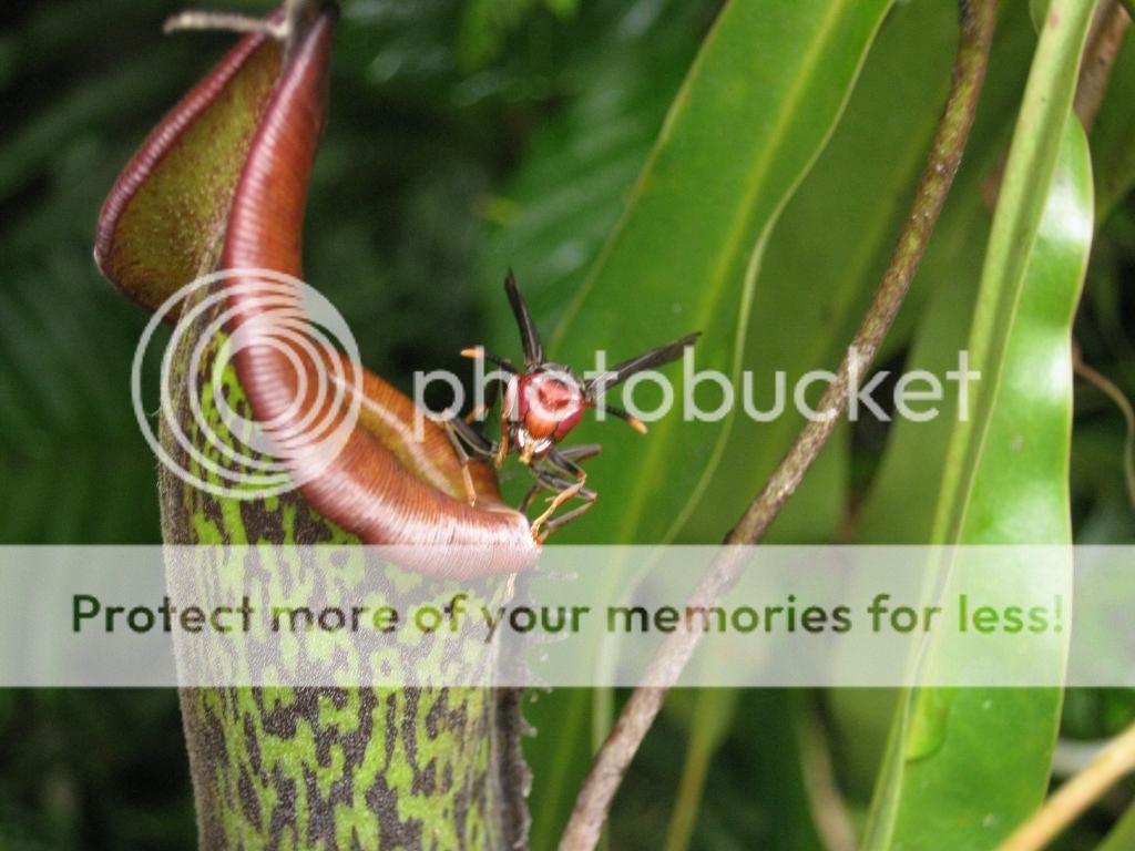 Nepenthes x Gentle and his visitors - FlyTrapCare Forums
