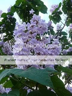 Powder ~ lanai ~ kitchen ~ pics! :: our Fairhaven Glenaire • Home ...