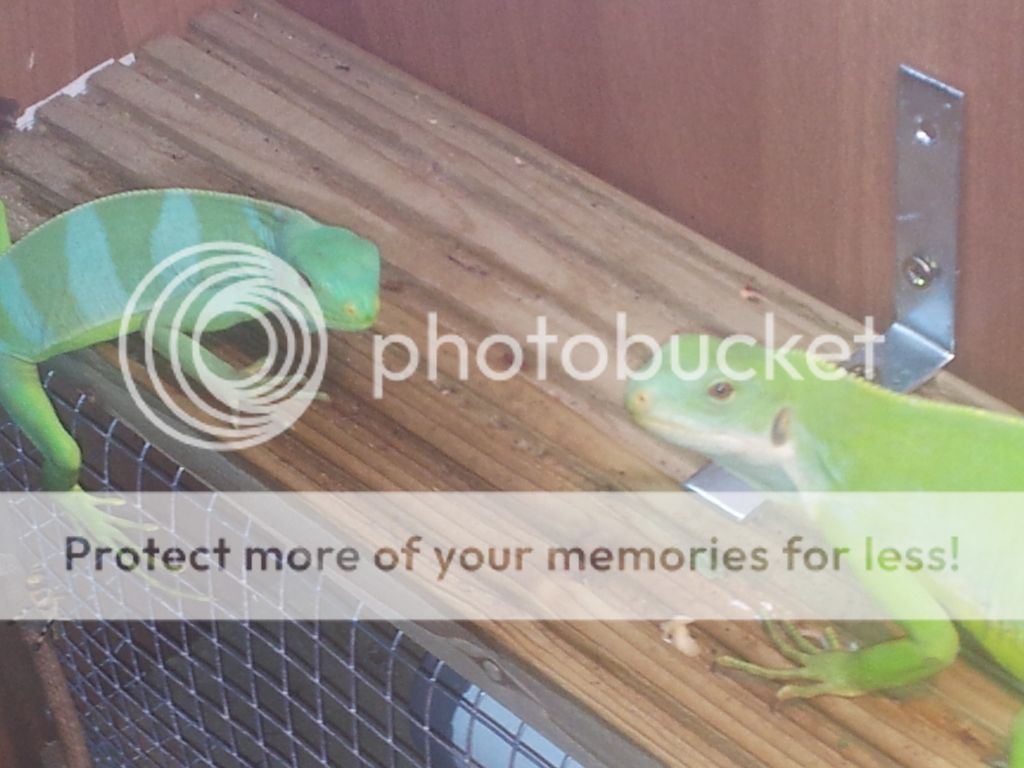 Display lizard suggestions for a zoo. | Reptile Forums