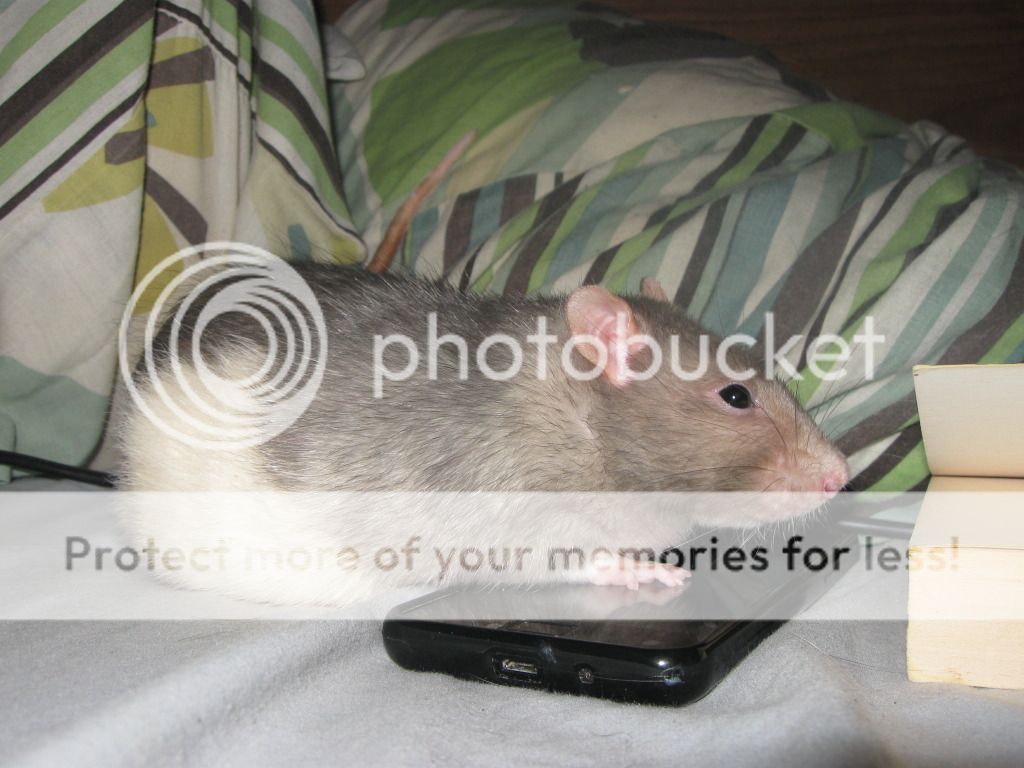 FAO TinkTinkTinkerbell | UK Pet Forums Forum