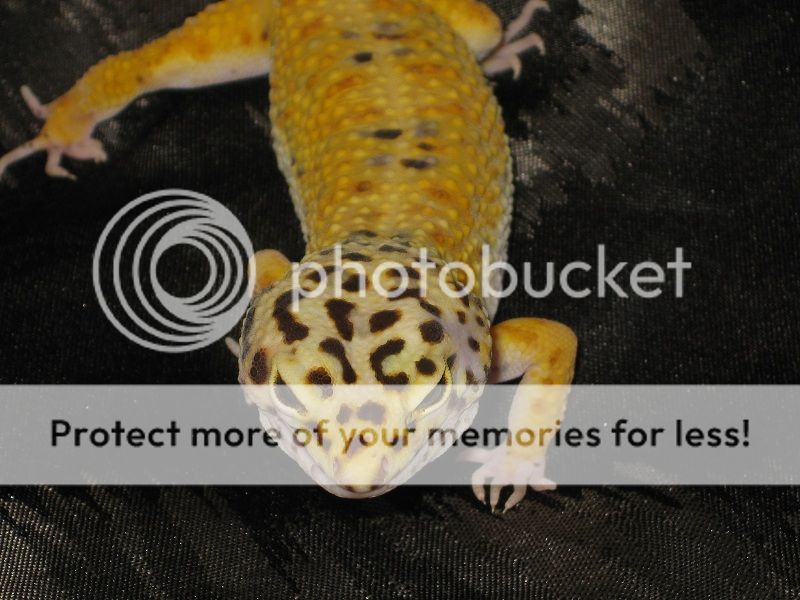 Persistent dehydration, cloudy eyes, and TWO abscesses? What the heck ...